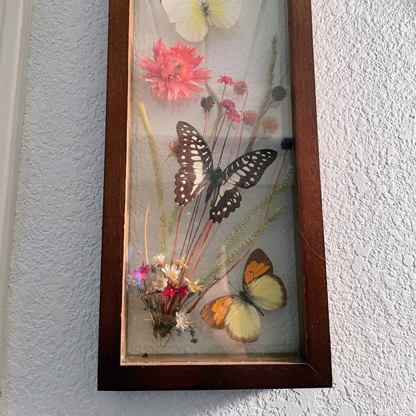 Butterfly Display - Etsy