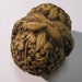 VERY RARE Walnut With Monkeys Exquisitely Detailed Carving One of A ...