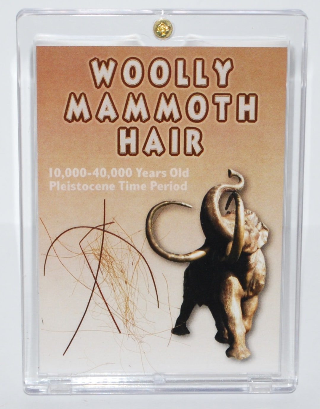 Woolly Mammoth Genuine Hair W/ COA Pleistocene for Fossil Collectors - Etsy