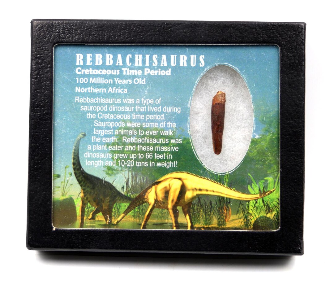 Rebbachisaurus Sauropod Dinosaur Tooth Fossil 1.452w/ Display - Etsy