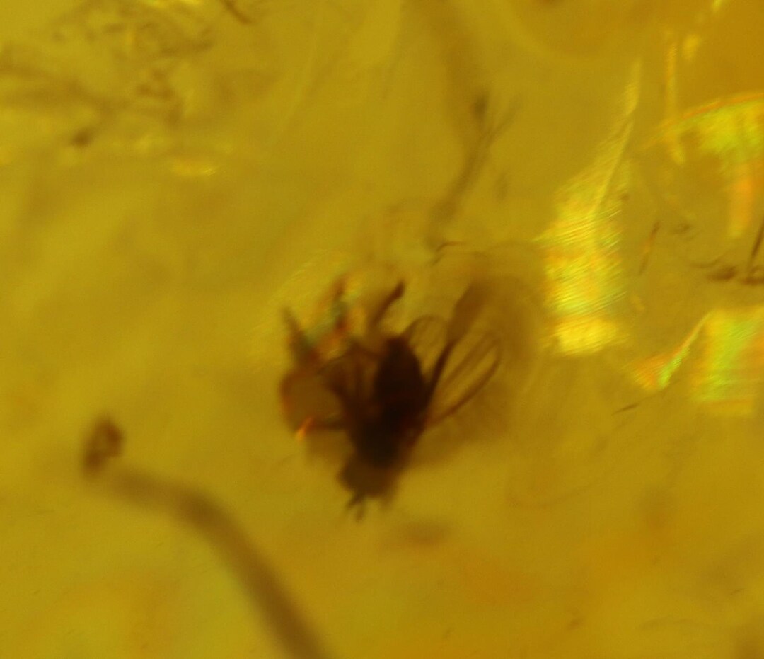 Amber Fossil With Insect Inclusion Plus Mini Microscope 17407 4o - Etsy