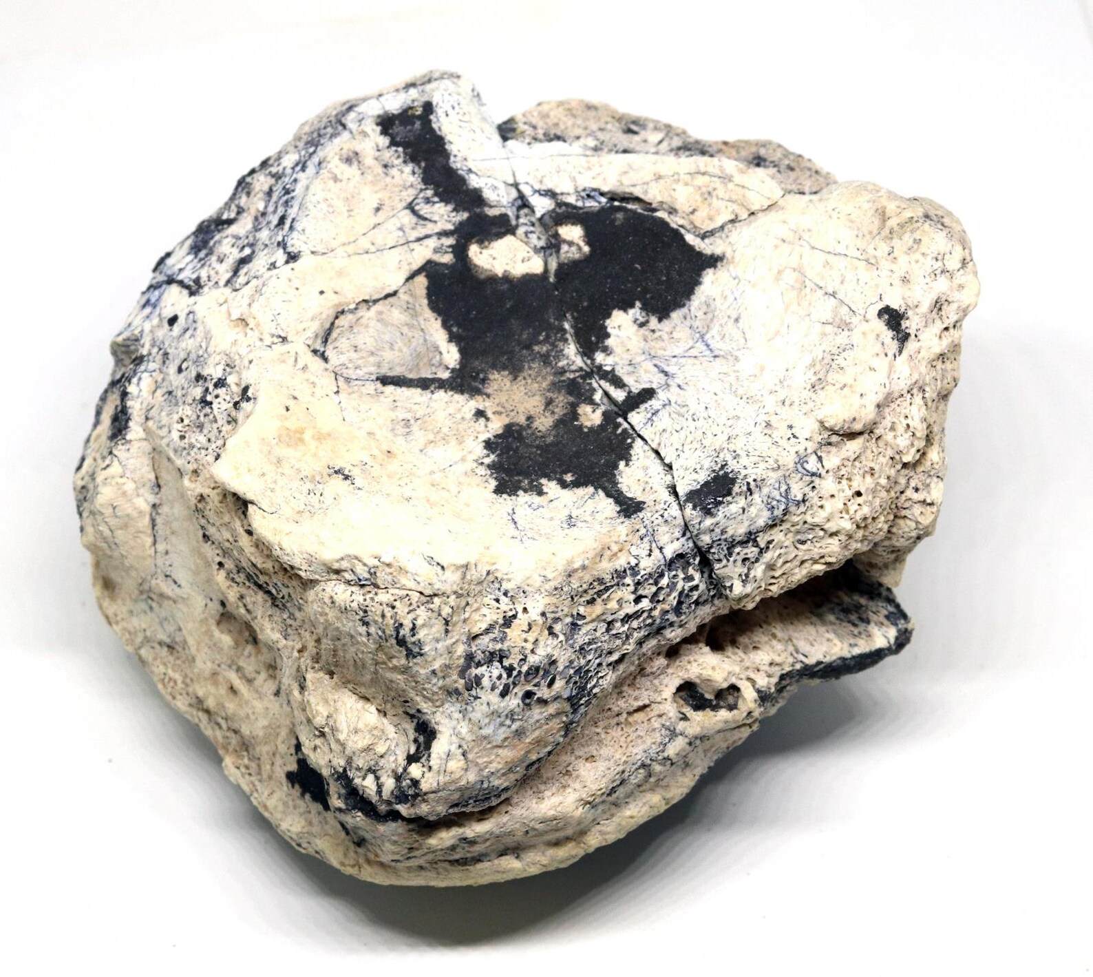 Titanothere Brontothere Vertebrae Fossil 50 Millones de años - Etsy España