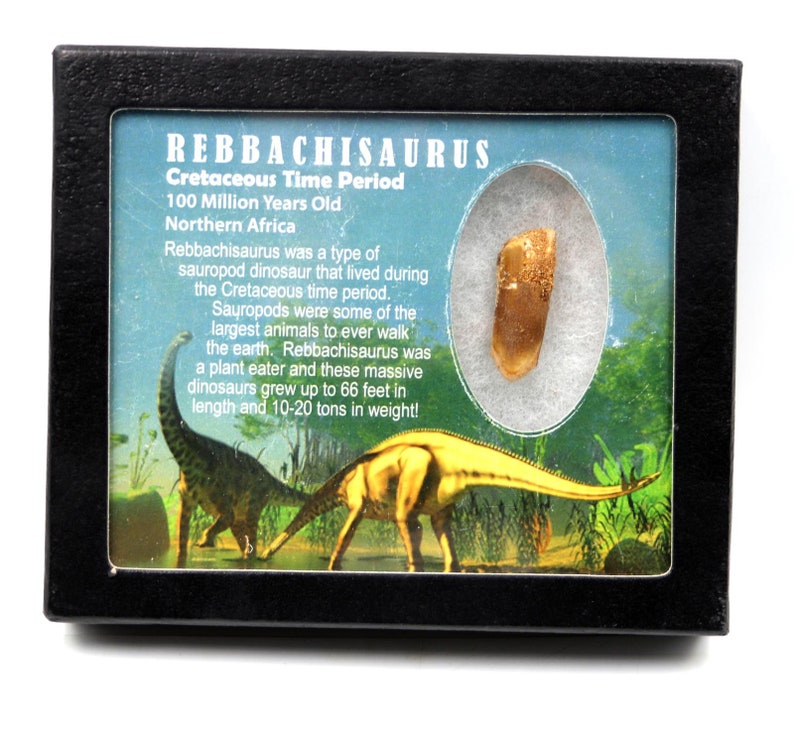 Rebbachisaurus Sauropod Dinosaur Tooth Fossil 1.378w/ Display - Etsy