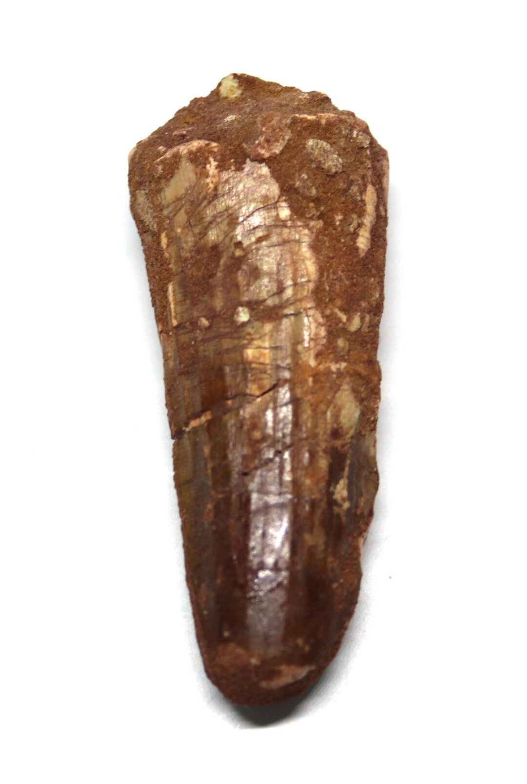 Spinosaurus Dinosaur Tooth Fossil 2.409 Inch W/ Info Card #16889 5o - Etsy
