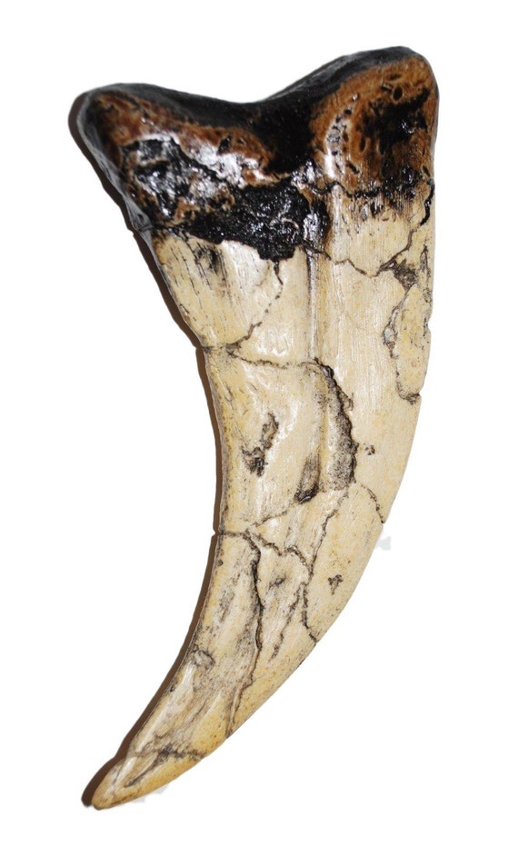 Utahraptor Dinosaur Life Size Raptor Claw Fossil Replica tillescenter ...