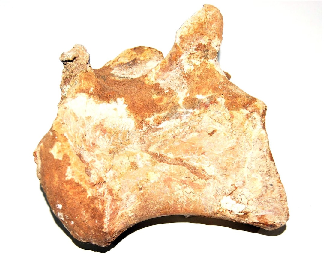 Spinosaurus Dinosaur Vertebra Fossil 100 Mil Yr. Old #13914 65o - Etsy