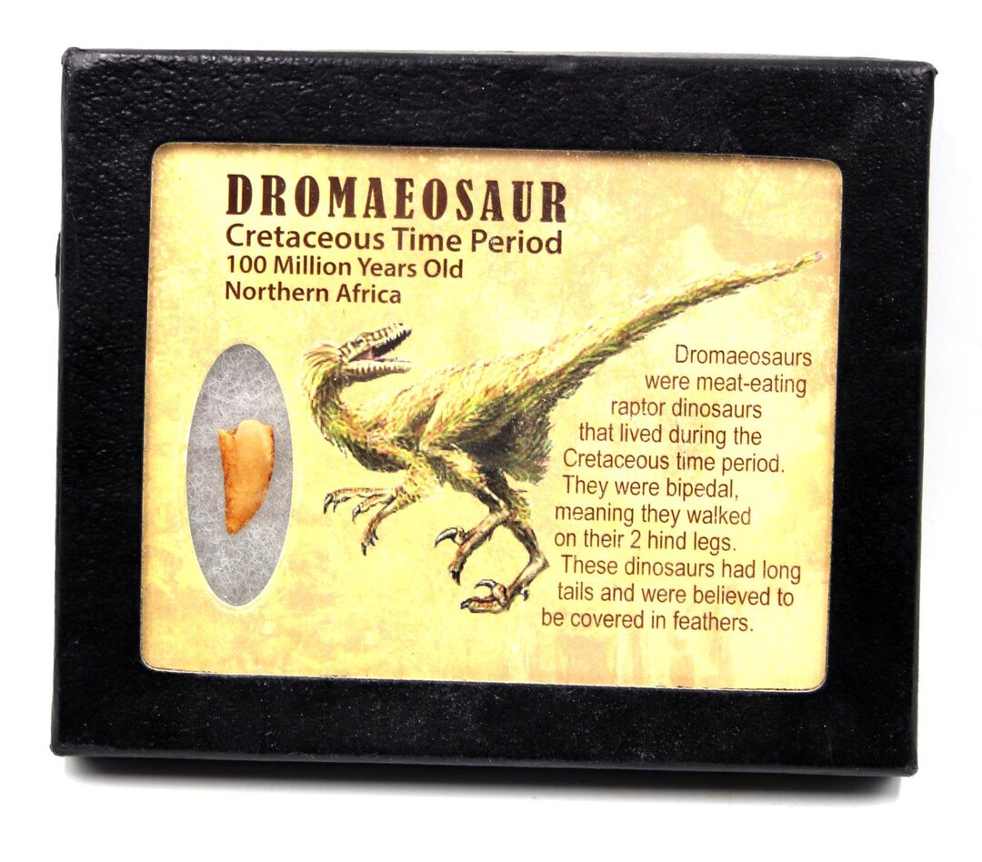 Dromeosaur Raptor Dinosaur Tooth Fossil .698 Inch W/ Display Box Sdb ...