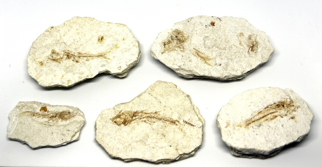 Lanternfish Fossil Lampanyctus Miocene 10 Myo California #16646 6o - Etsy