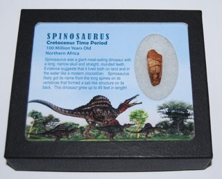 FossilsMeteorites - Etsy