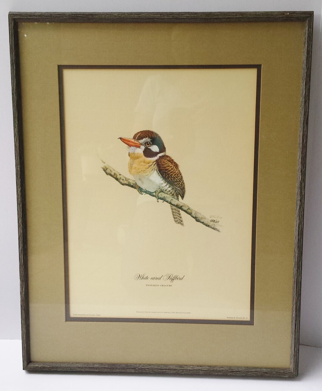 White Eared Puffbird Framed Print Signed Eckleberry - Etsy