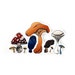 Mushroom Weatherproof Vinyl Sticker Decal. Bumper Sticker, Waterbottle ...