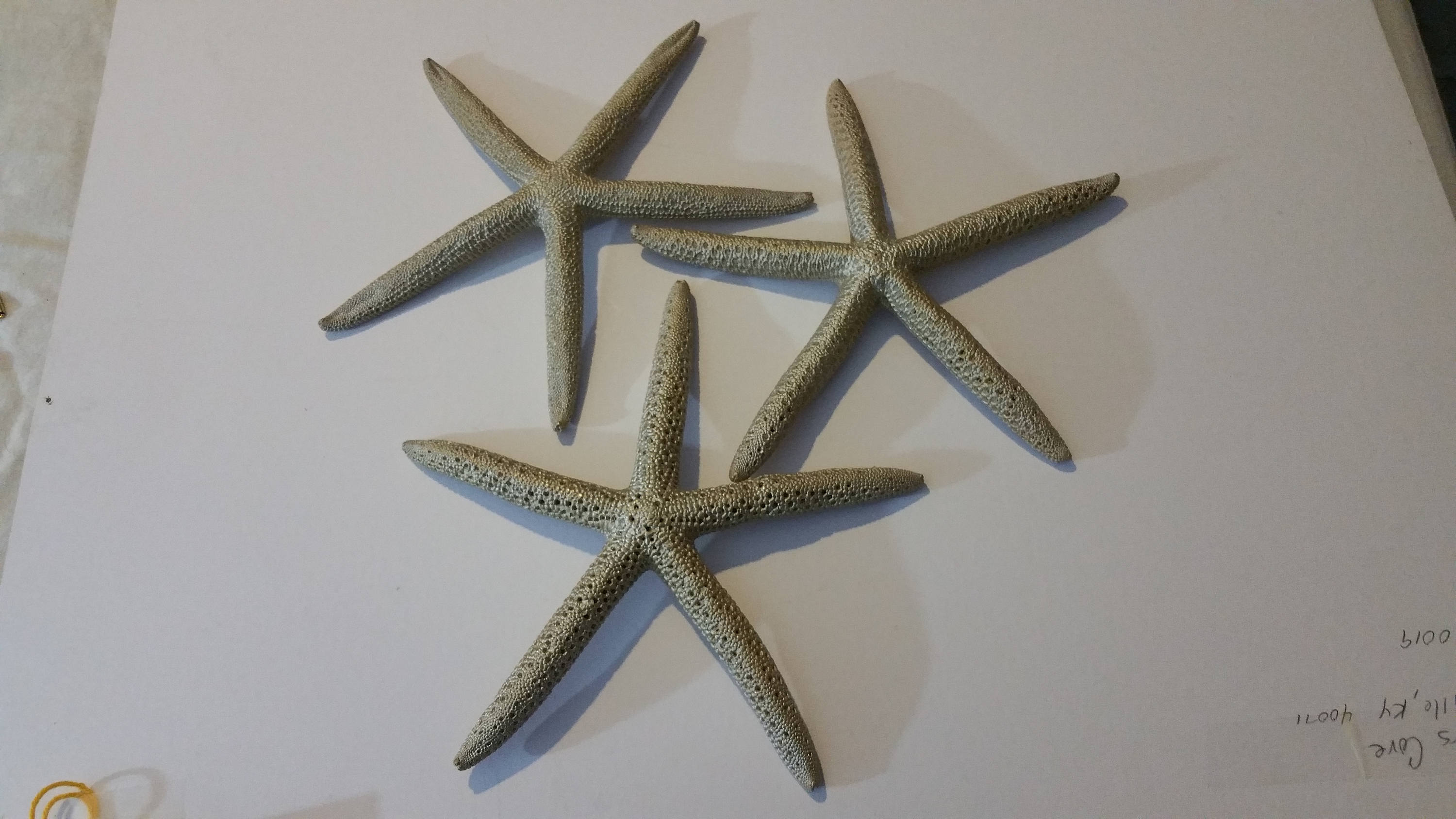 StarFish Decor / Star Fish /Finger Starfish Decor / Set of 3 | Etsy
