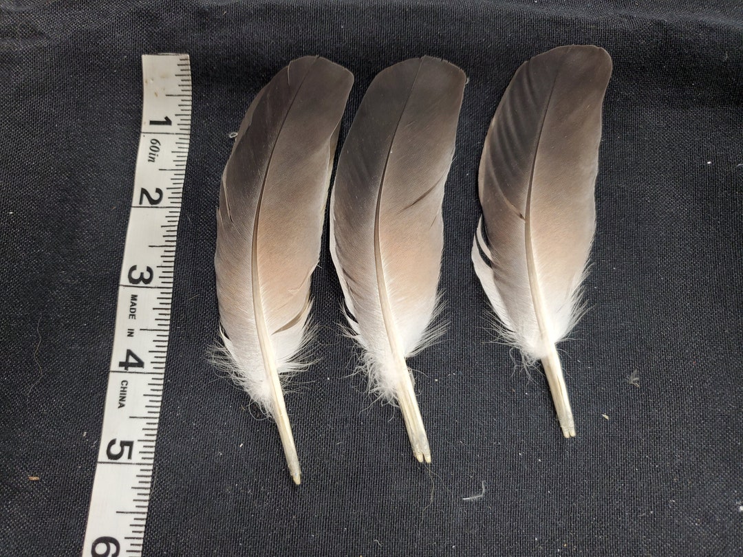 1x Pair of Cruelty-free Matching Pigeon/ Rock Dove Feathers - Small ...