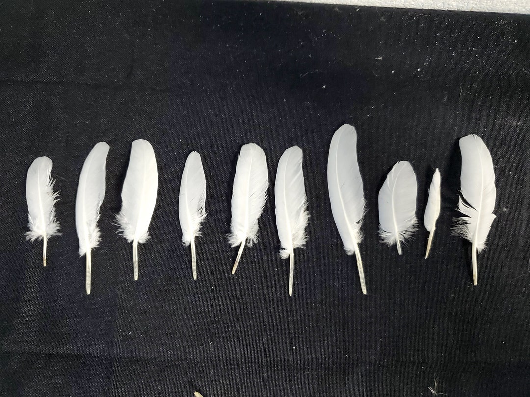 10x SINGLE Mini Feather Bundle: Cruelty-free Matching Pigeon/ Rock Dove ...