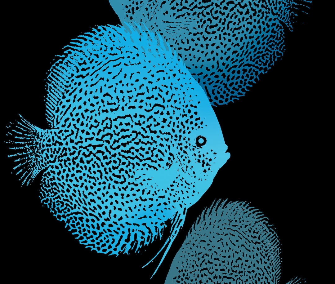 Discus Fish Poster, Wall Art, Art Print, Digital Download. - Etsy