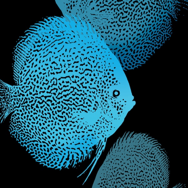 Discus Fish Wall Art - Etsy