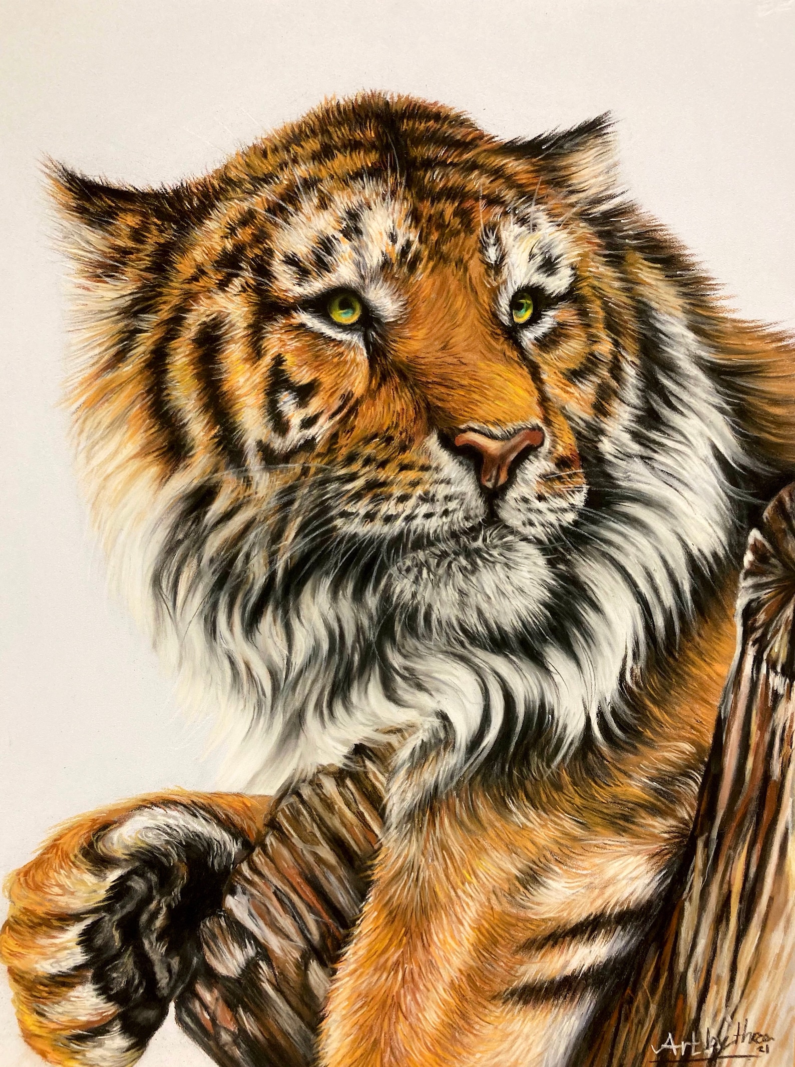 TIGER PENCIL DRAWING Original Art Wildlife Illustration Big | Etsy