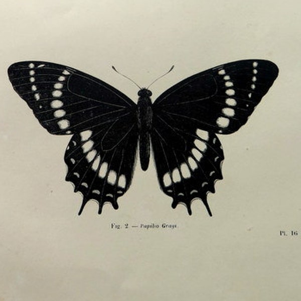 Butterfly Engraving - Etsy