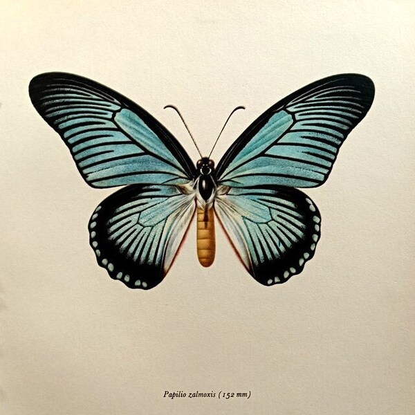 Butterfly Lithograph - Etsy
