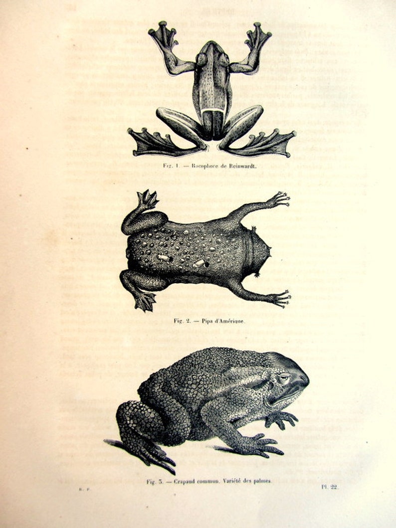 Gorgeous Antique Frogs and Toads Print 1860 Vintage Original - Etsy