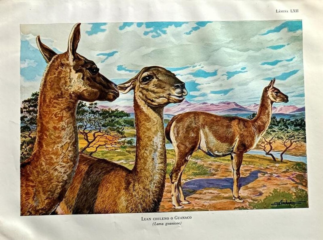 Guanaco PRINT 1960 Vintage COLOUR Plate CAMELID Mammals ...