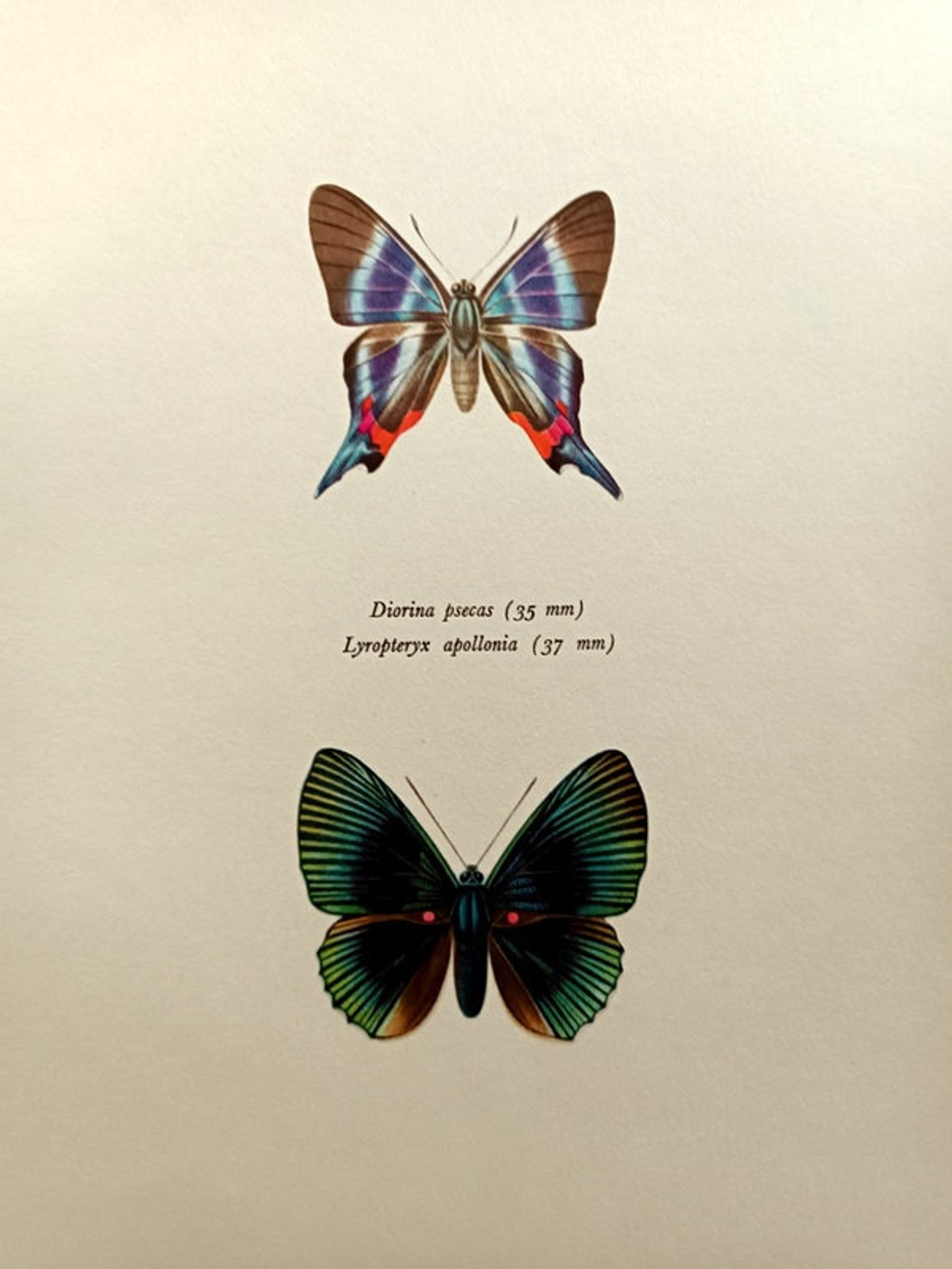 1963 Gorgeous Vintage Orange BUTTERFLY Print, , Color Lithograph ...