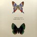1963 Gorgeous Vintage Orange BUTTERFLY Print, , Color Lithograph ...