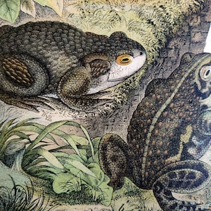 Large Antique FROGS Print. Amphibian Color Print, Toads Lithograph ...