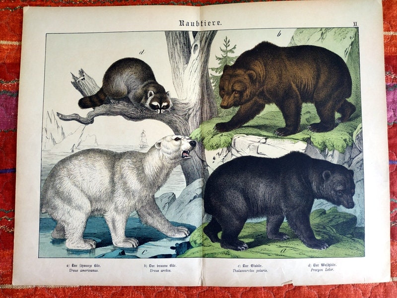 Antique BEARS Color Lithograph. 1886 Colossal Engraving , Brown Bear ...
