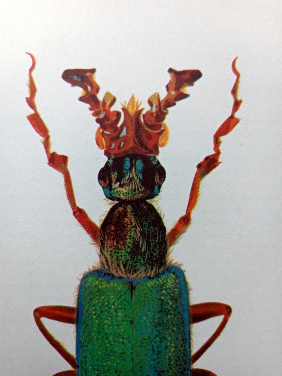 Blister Beetle Print Old Original INSECT COLOR LITHOGRAPH - Etsy