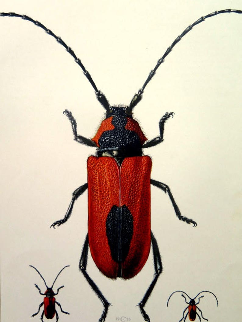 Antique INSECT Print 1967 Old Original Longhorn Beetles - Etsy