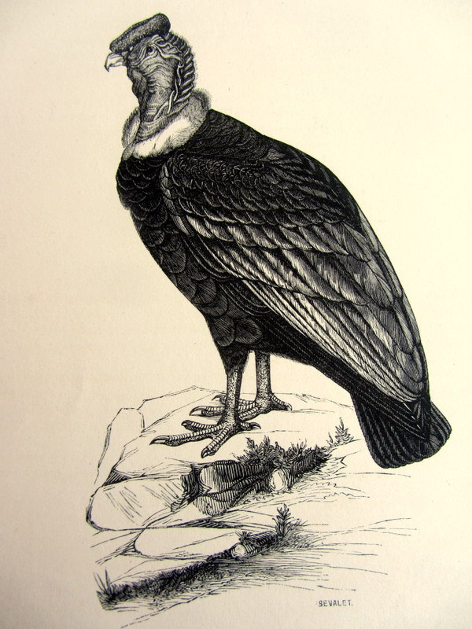 1860 Antique Condor Engraving Vintage Original Bird of Prey - Etsy