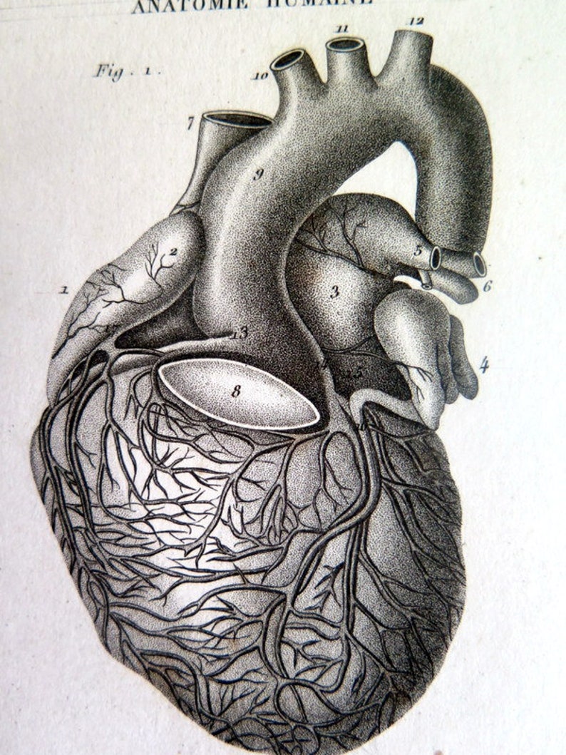 Heart Engraving. 1852 Antique Human Anatomy Print Rare - Etsy