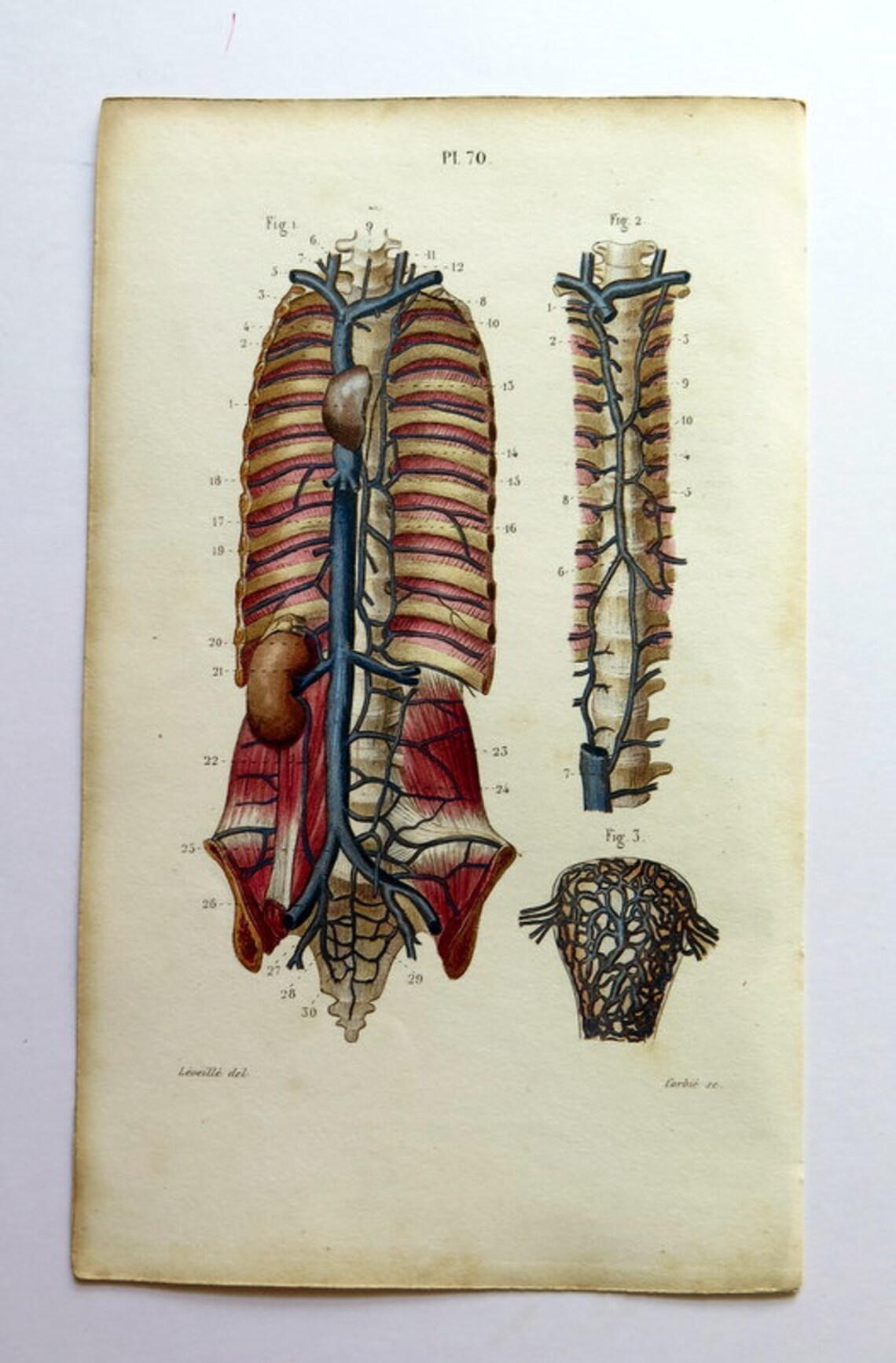 1852 Antique Human Circulatory System Print Color Lithograph - Etsy