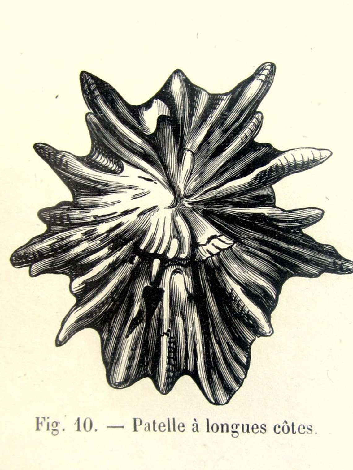 1860 Antique Sea Shells Engraving, Old Amazing Original Mollucs Print ...