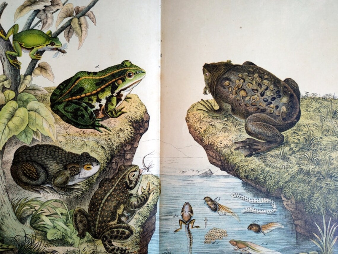 Large Antique FROGS Print. Amphibian Color Print Toads - Etsy