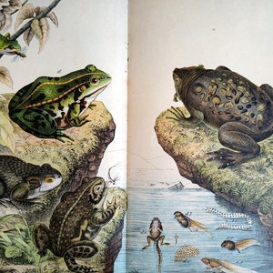 Large Antique FROGS Print. Amphibian Color Print, Toads Lithograph ...