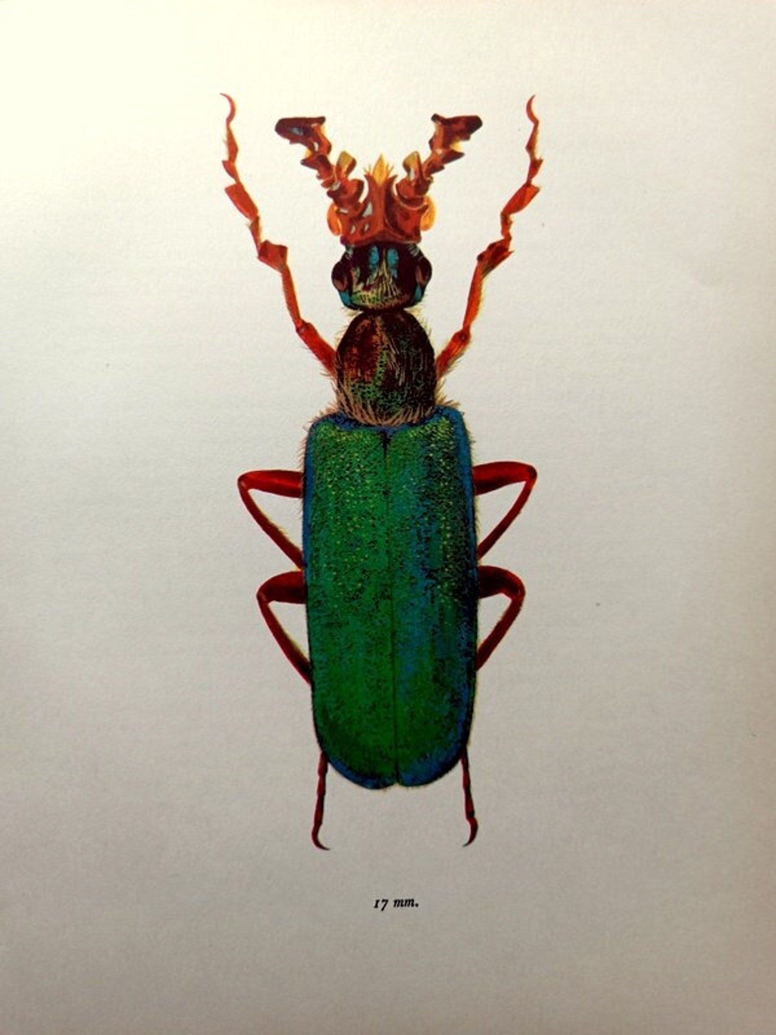 Blister Beetle Print Old Original INSECT COLOR LITHOGRAPH - Etsy