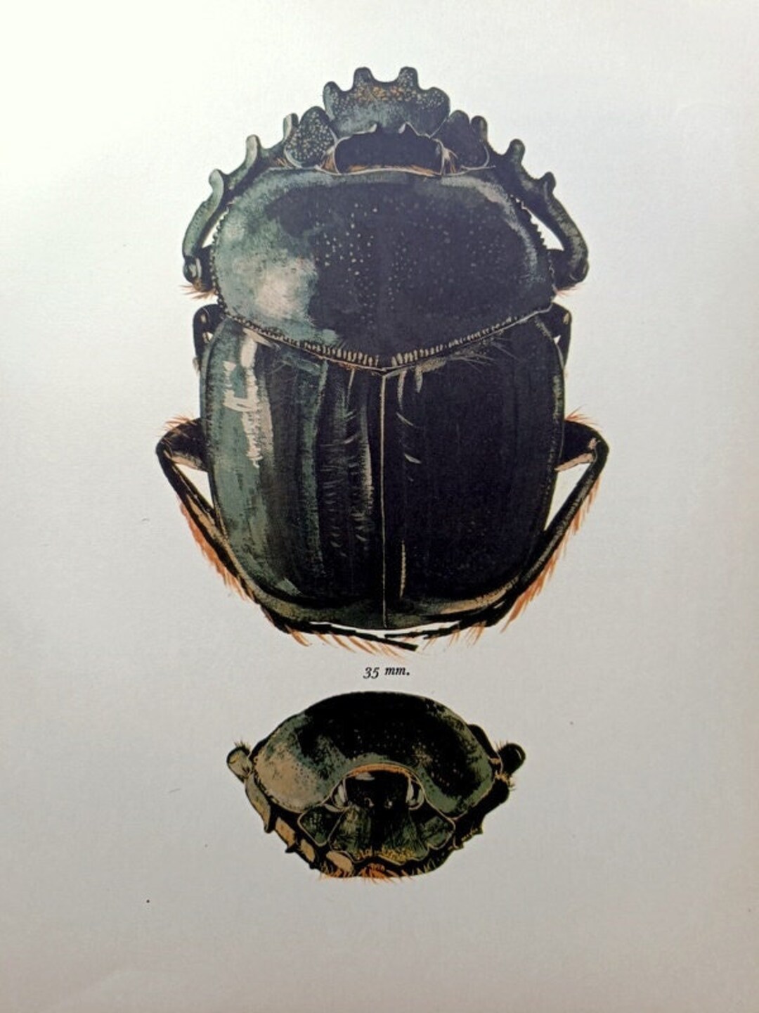 Sacred Beetle Print, Old Original INSECT COLOR LITHOGRAPH, Gift Decor ...