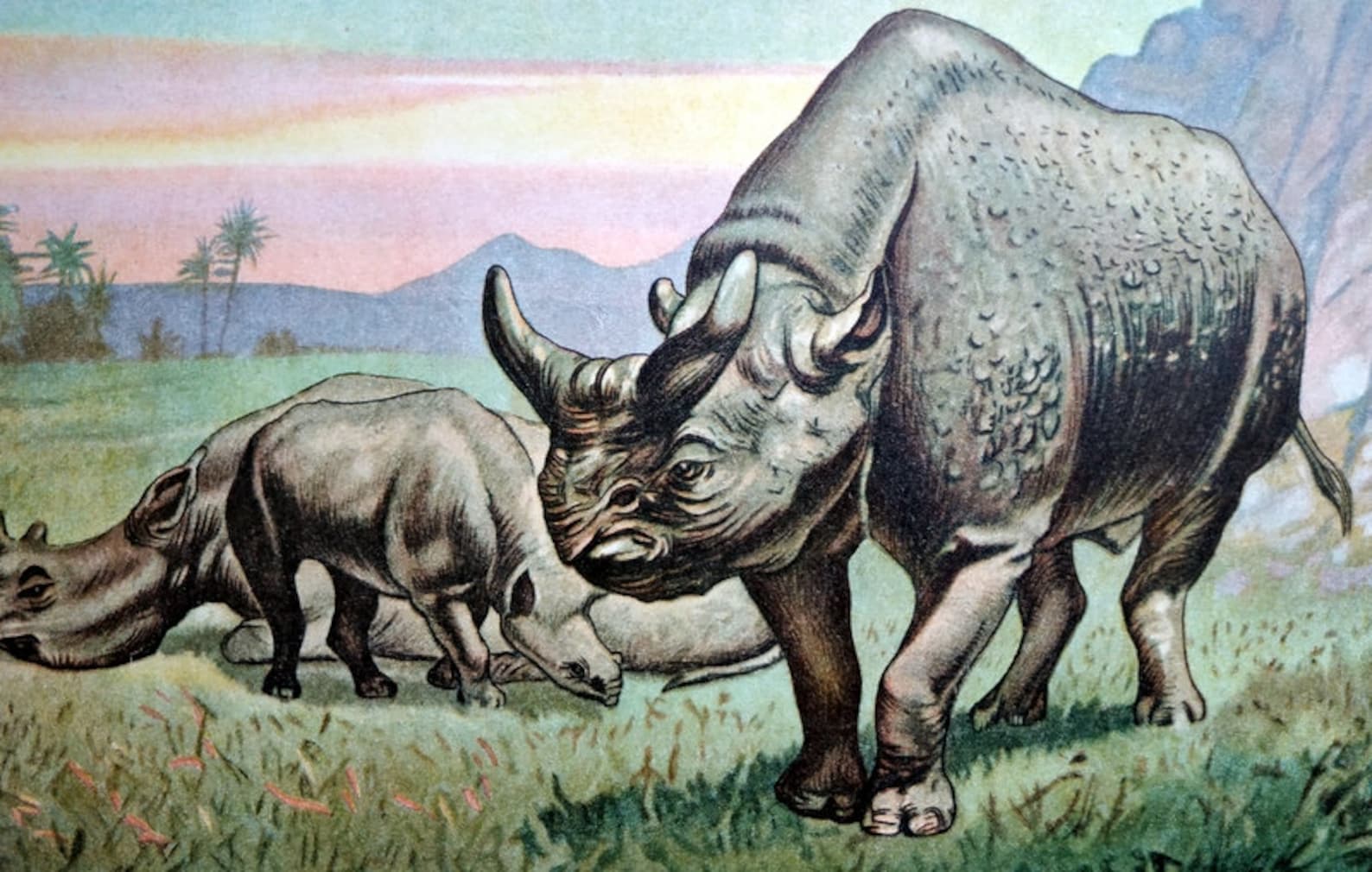 Antique Amazing Extinct Rhinoceros Print Engraving, Vintage ...