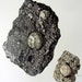Antique Rock Mineral Print of LEUCITE, Vintage Crystal Engraving ...