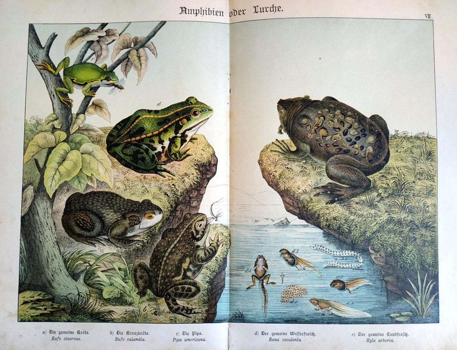 Large Antique FROGS Print. Amphibian Color Print Toads - Etsy