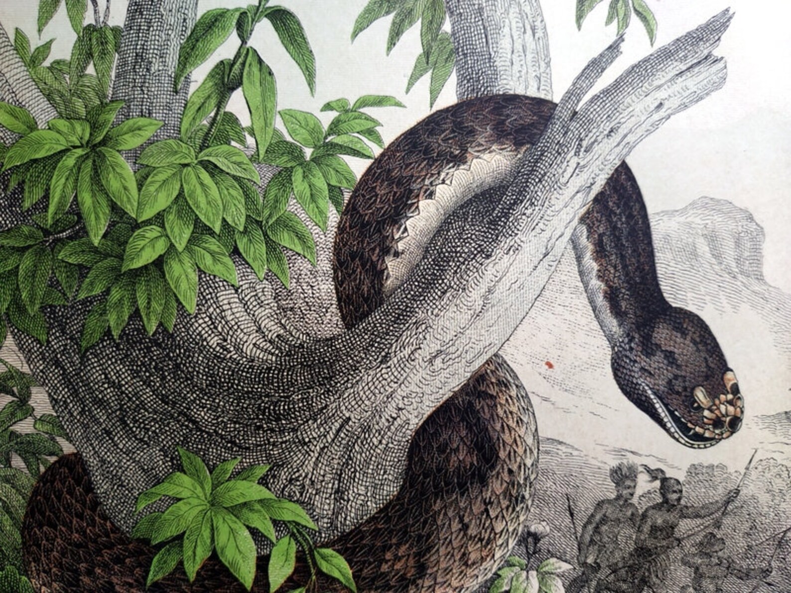 1886 Amazing SNAKES Engraving. BOA and Timber Rattlesnake Print ...