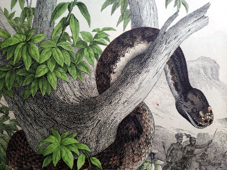 1886 Amazing SNAKES Engraving. BOA and Timber Rattlesnake Print ...