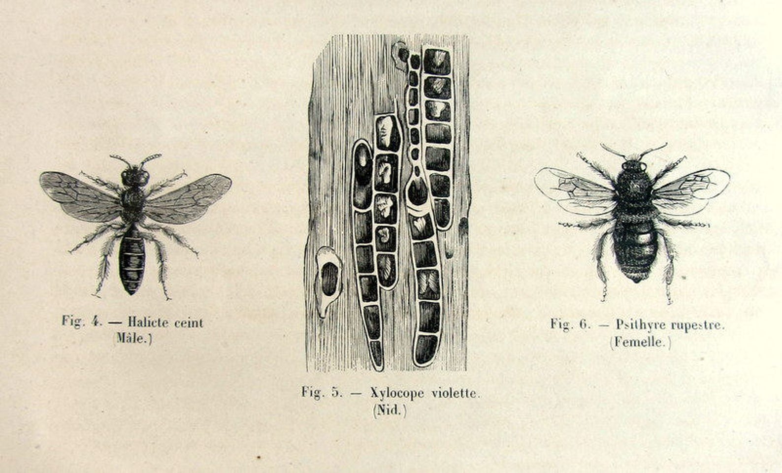 Antique Hymenoptera Engraving, Original Vintage Wasps and Bees French ...
