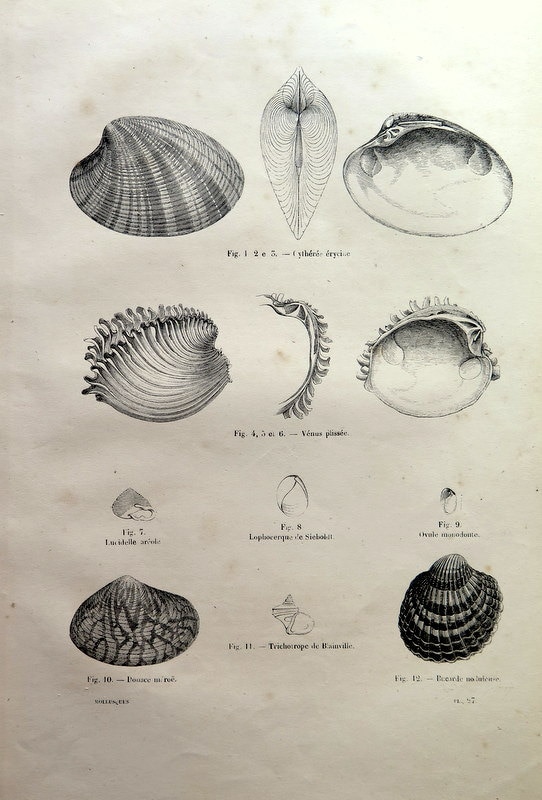 1860 antique SHELLS print gastropod mollusk shell sea life illustration ...
