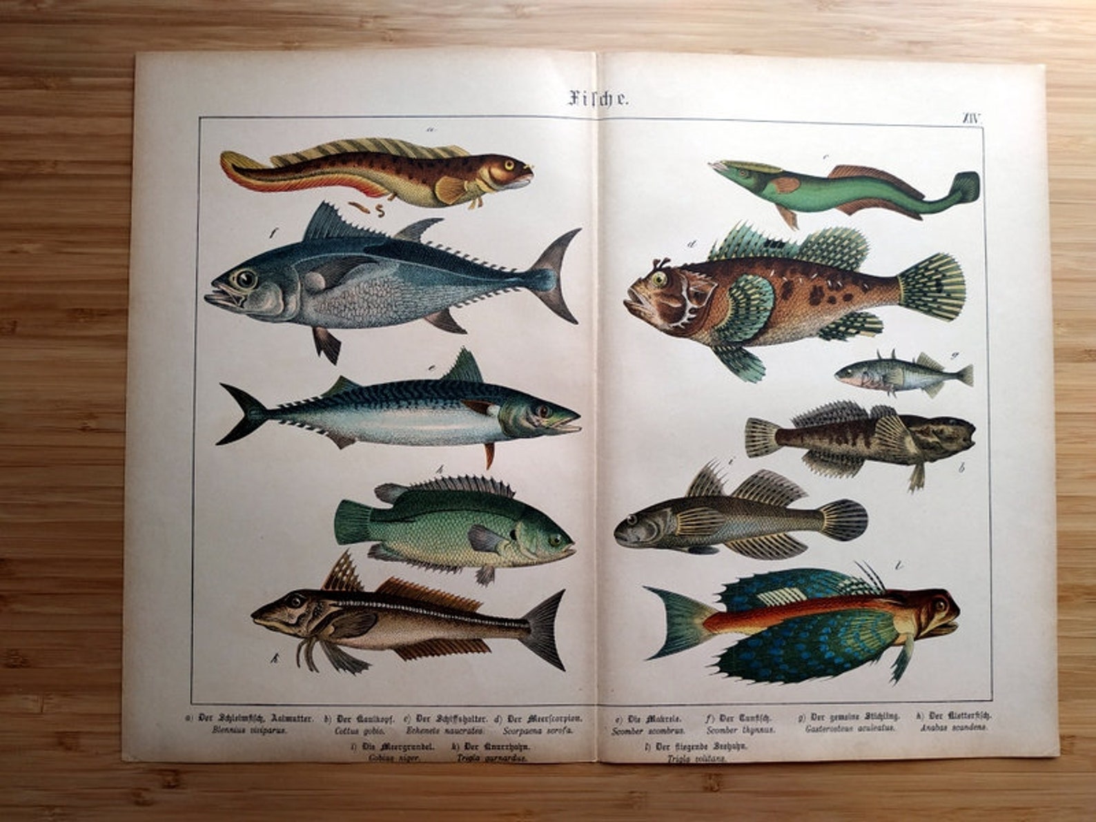 Antique Chromolithography of FISHES. 1886 FISH EN Engraving,sea Marine ...