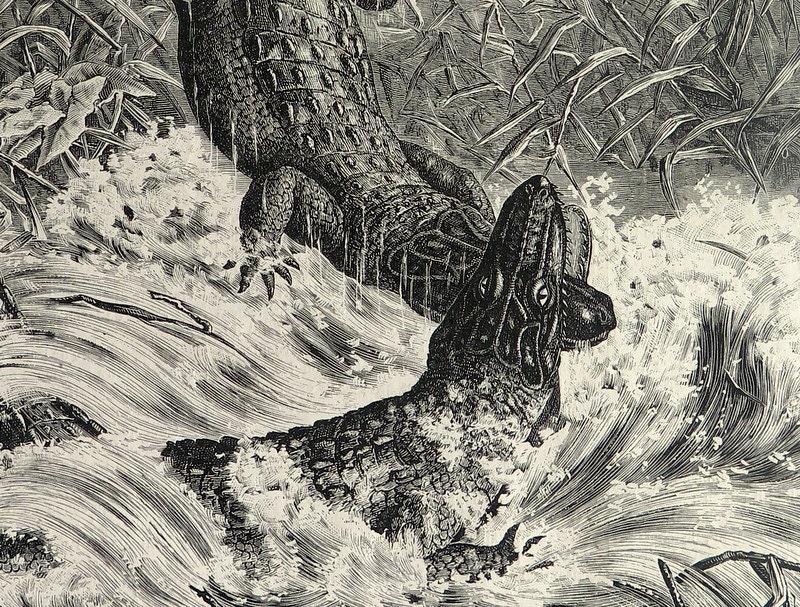 Colossal Antique Caimans Print, 1883 Curious Reptile Crocodiles ...