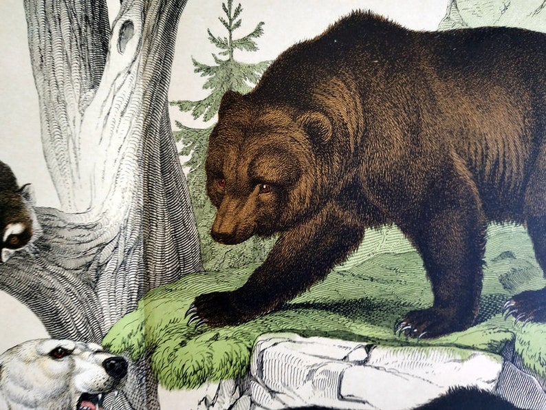 Antique BEARS Color Lithograph. 1886 Colossal Engraving , Brown Bear ...