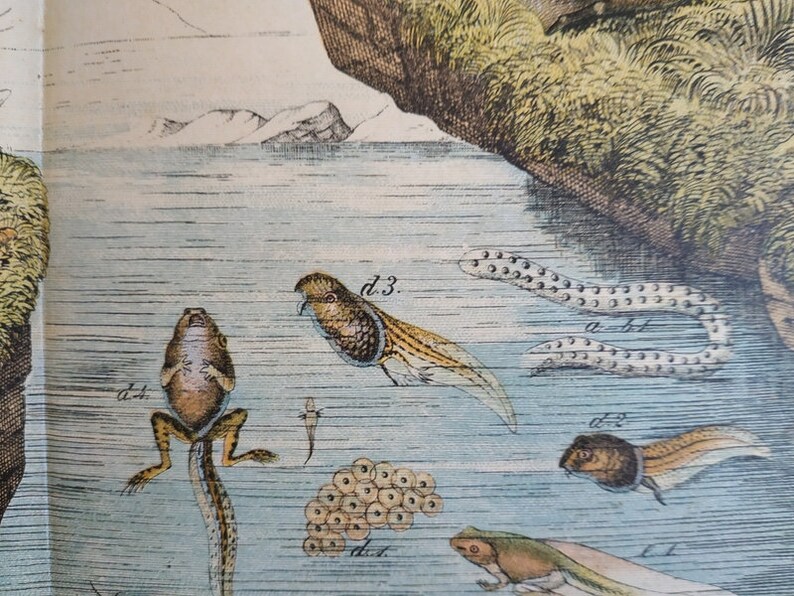 Large Antique FROGS Print. Amphibian Color Print Toads - Etsy